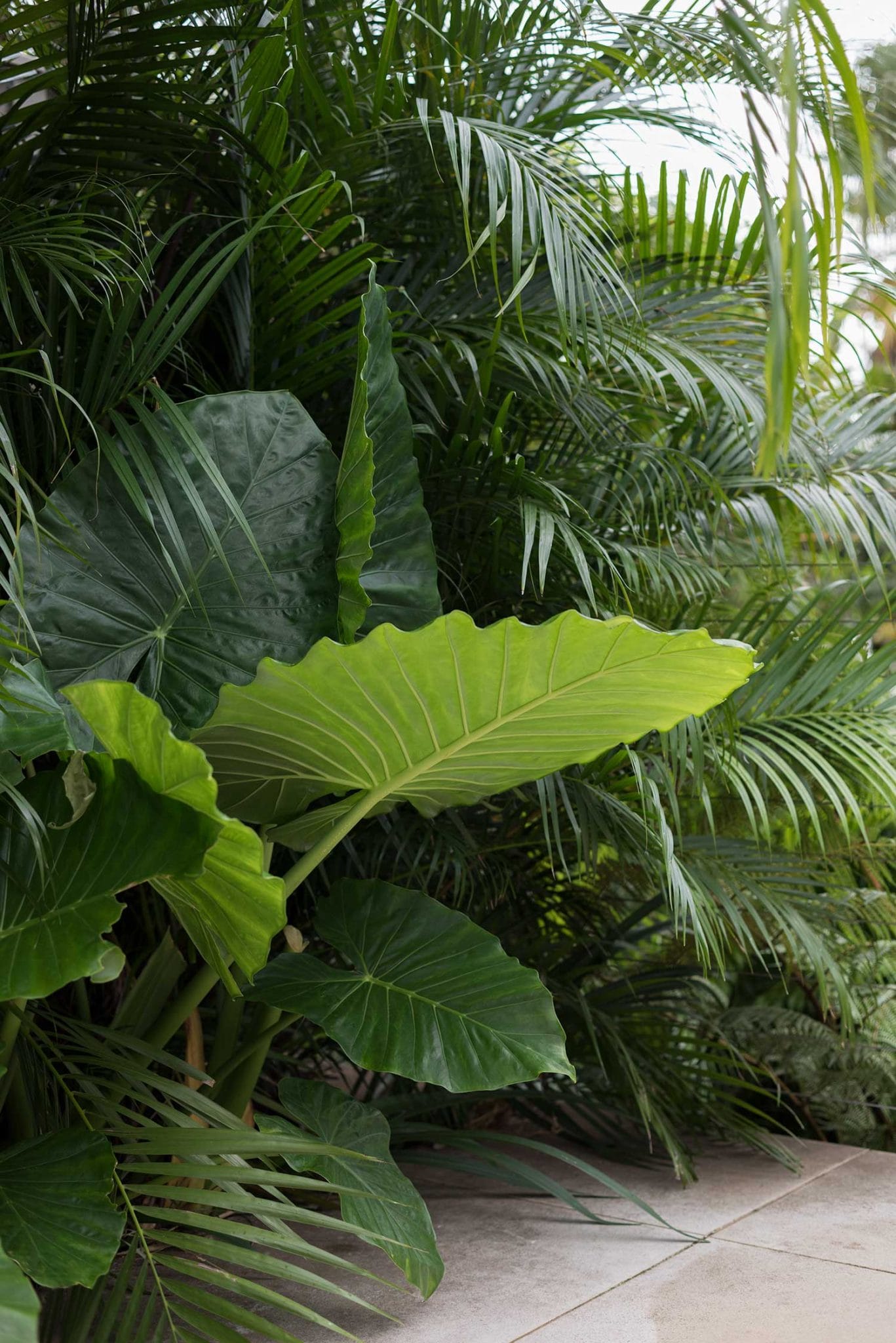 Light & Shade - Secret Gardens: Sydney Landscape Architecture